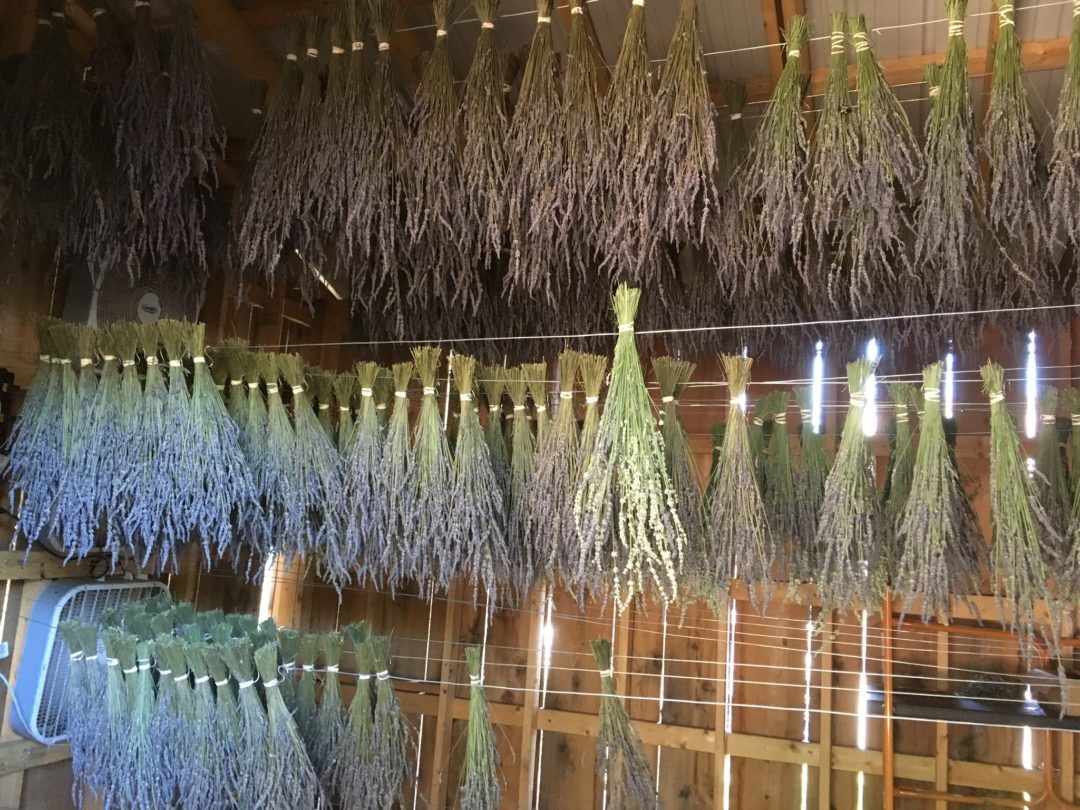 Lavender Farm All About The Bloom - The Common Traveler