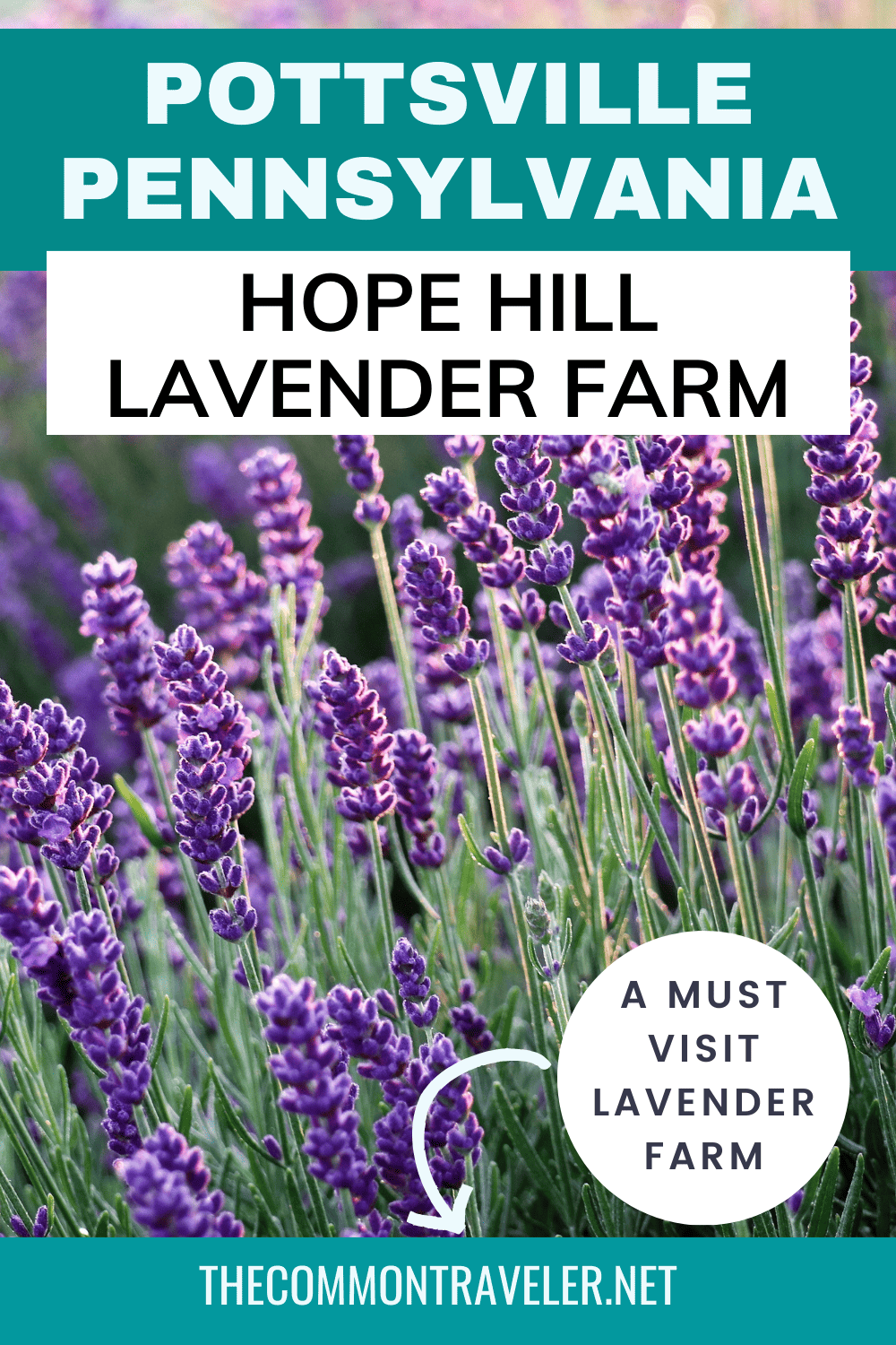 Lavender Farm All About The Bloom - The Common Traveler
