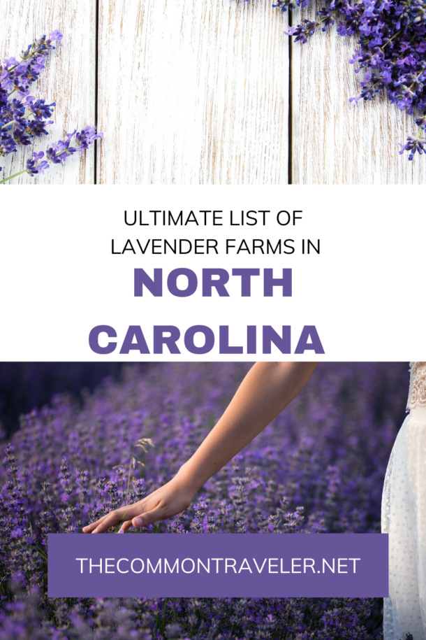 The Top 8 Lavender Farms in NC You Should Visit - 2026! - The Common ...