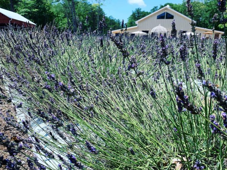 The Top 8 Lavender Farms in NC You Should Visit - 2026! - The Common ...