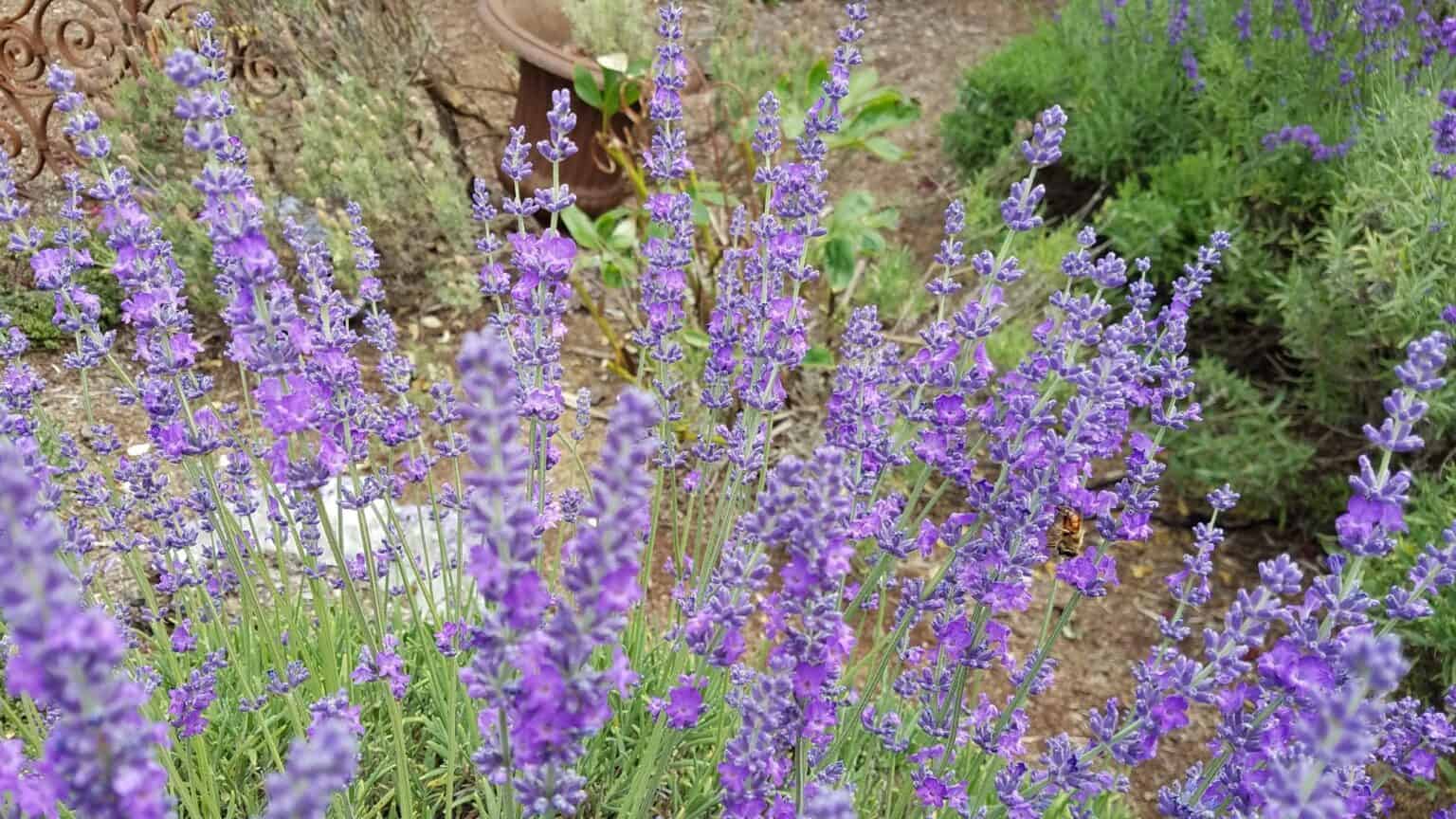 The Top 8 Lavender Farms in NC You Should Visit - 2026! - The Common ...