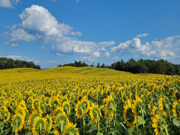The Best Sunflower Fields in Pennsylvania - 2025! - The Common Traveler