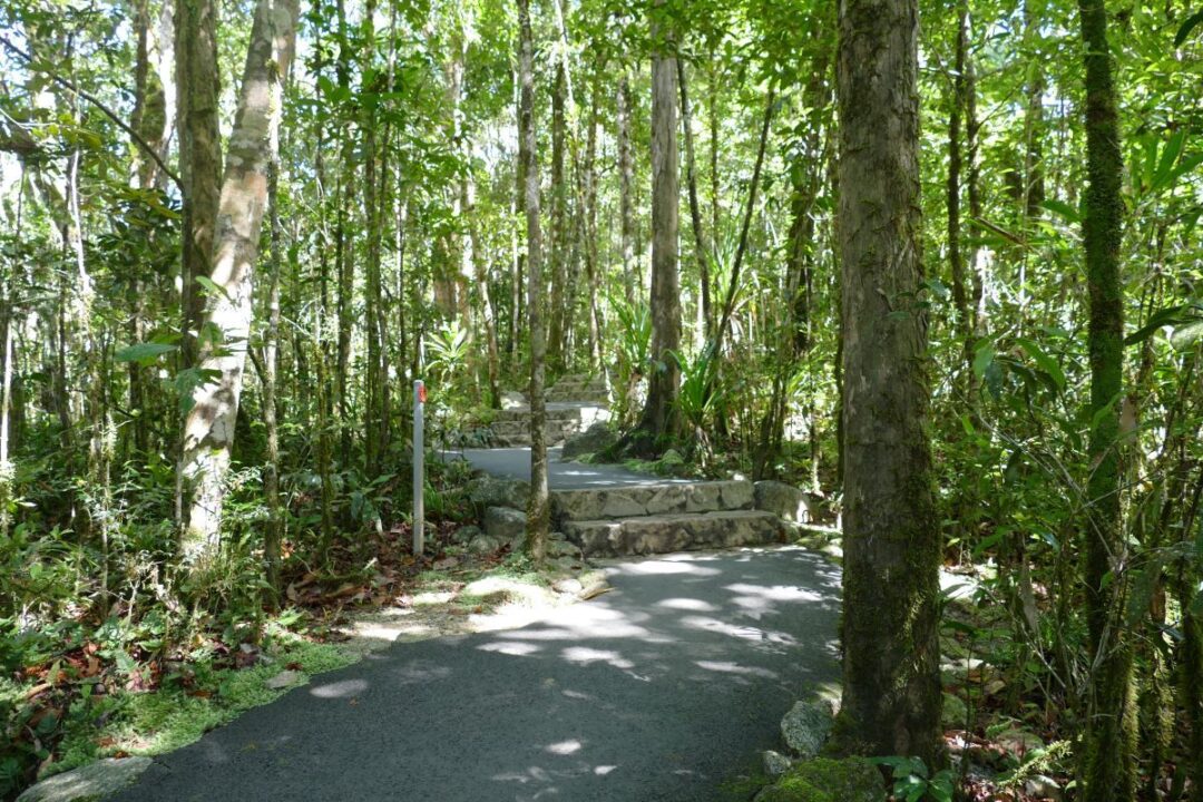 Cairns Travel Guide - Great Barrier Reef & Daintree Rainforest - The ...