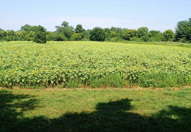 The Best Sunflower Fields in Maryland - 2026! - The Common Traveler