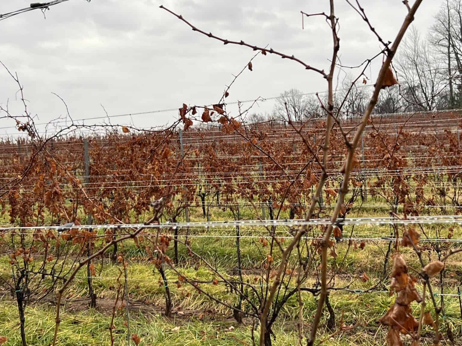 Orange County Virginia Craft Beverage Trail (map included!) - The ...